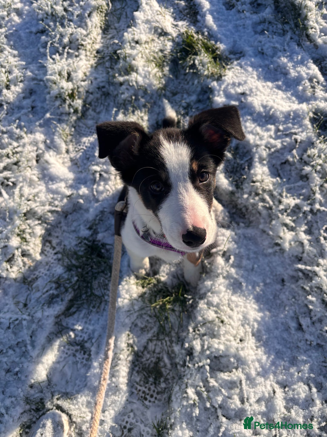 Border collie female for sale for sale in Middlesbrough | Pets4Homes