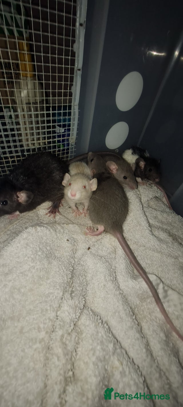 Baby Dumbo's, Fancy & Rex Rats available now! Hull for sale in Hull ...