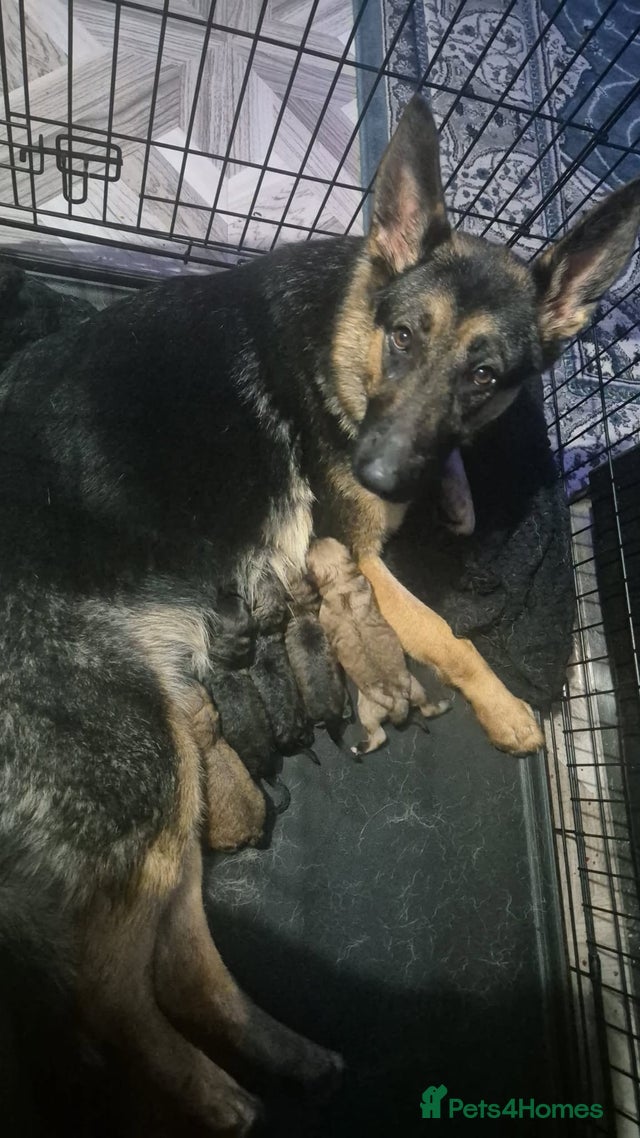 German Shepherd Puppy for sale in Southport | Pets4Homes