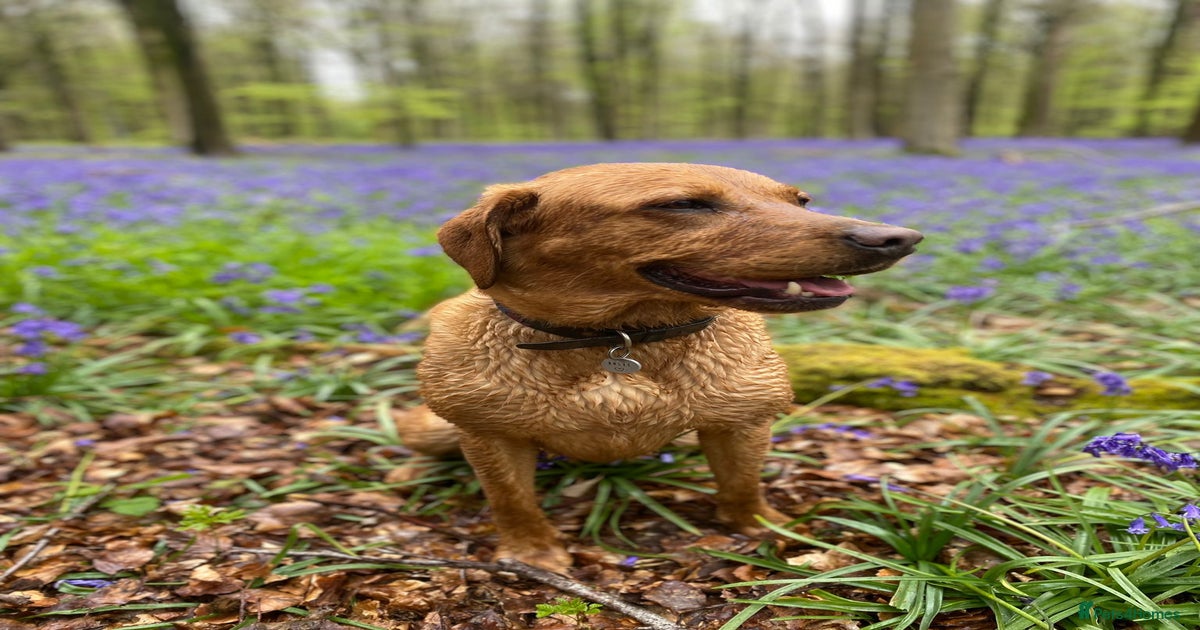 Beautiful Fox Red Labrador Puppies for sale in Salisbury | Pets4Homes
