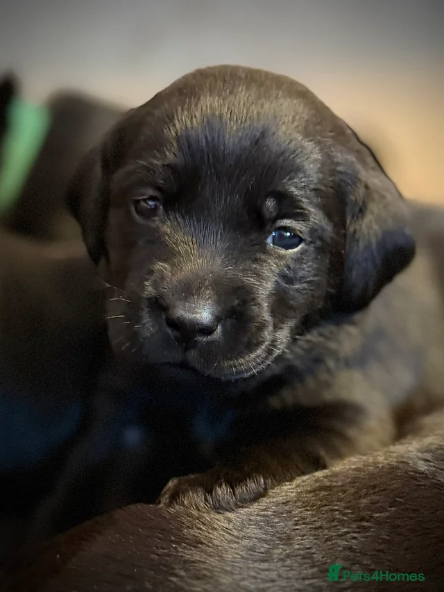 Outstanding Labrador Puppies–Exceptional Pedigree for sale in ...