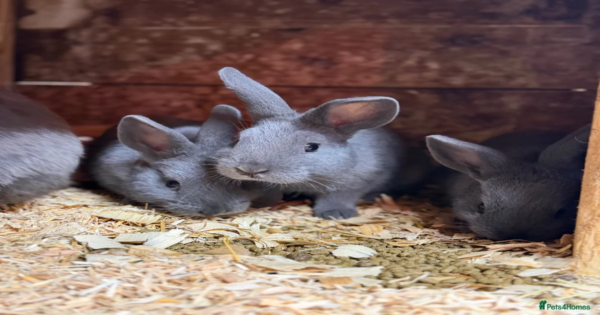 Mixed Breed Rabbits for Sale for sale in Bristol, Bristol City | Pets4Homes