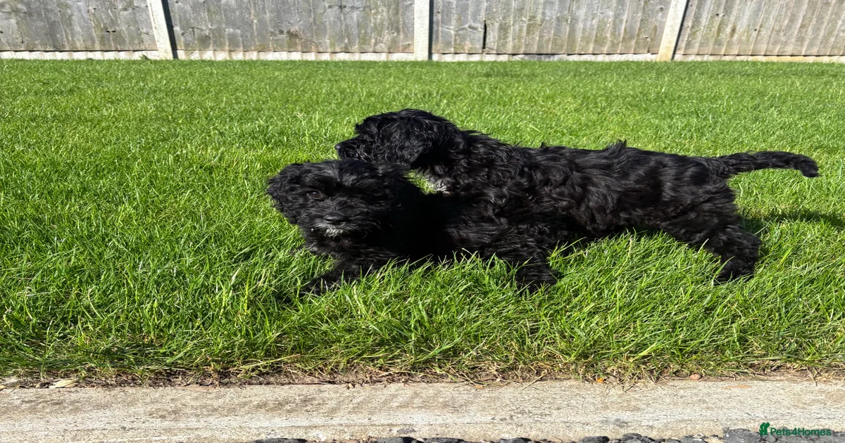 Cockapoo Puppies for sale | Pets4Homes