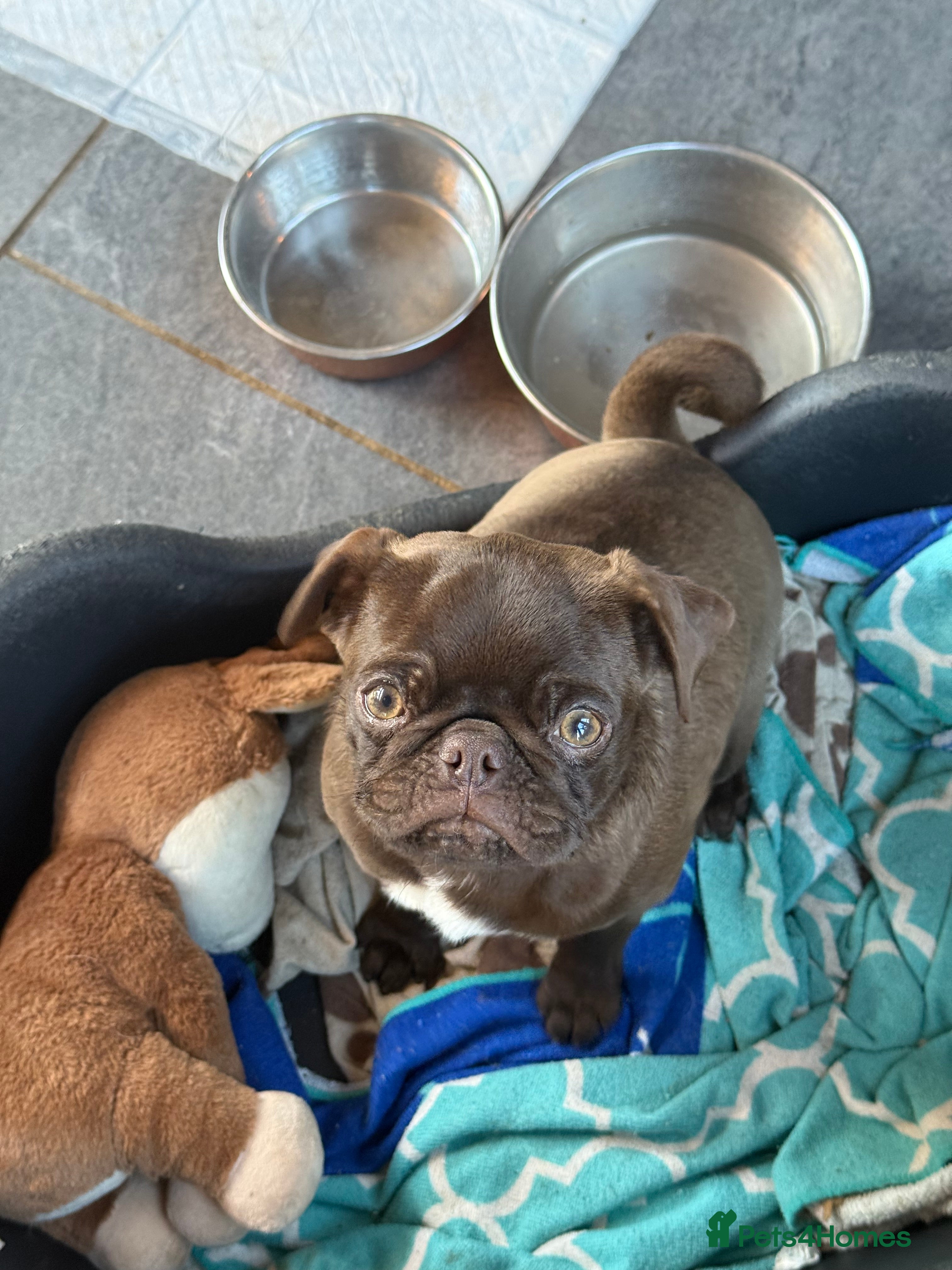 Beautiful Pug Puppies for sale in Oakham | Pets4Homes