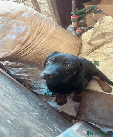 Huntaway Dogs Breed - Information, Temperament, Size & Price | Pets4Homes