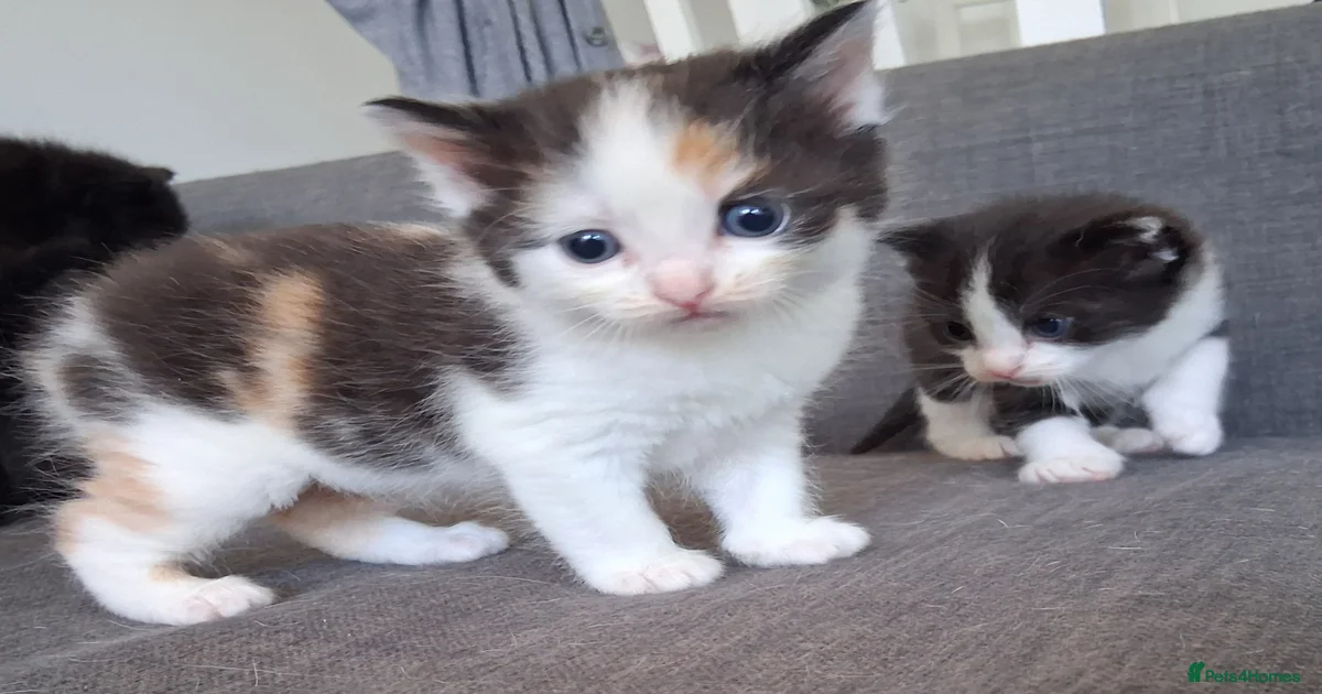 Maine Coon Kittens for sale | Pets4Homes