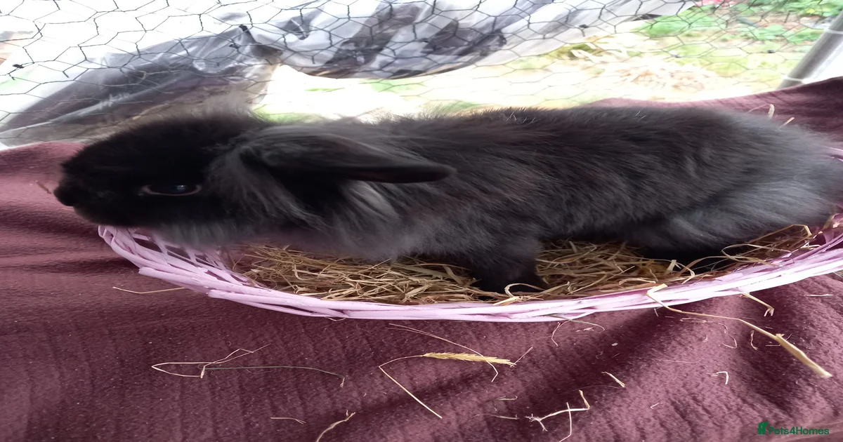 Rabbits for Sale for sale in Bodmin, Cornwall | Pets4Homes
