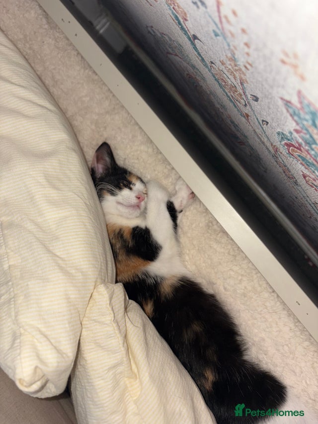 8 month old kitten for sale for sale in Sheffield | Pets4Homes