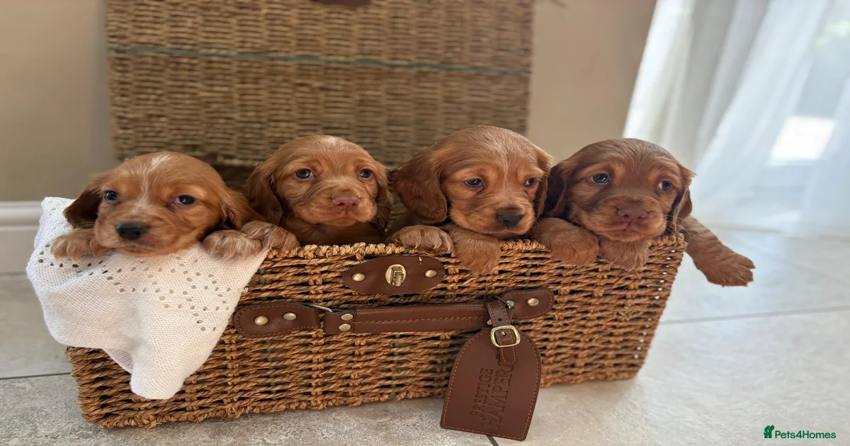 Stunning KC cocker spaniels for sale in Doncaster | Pets4Homes