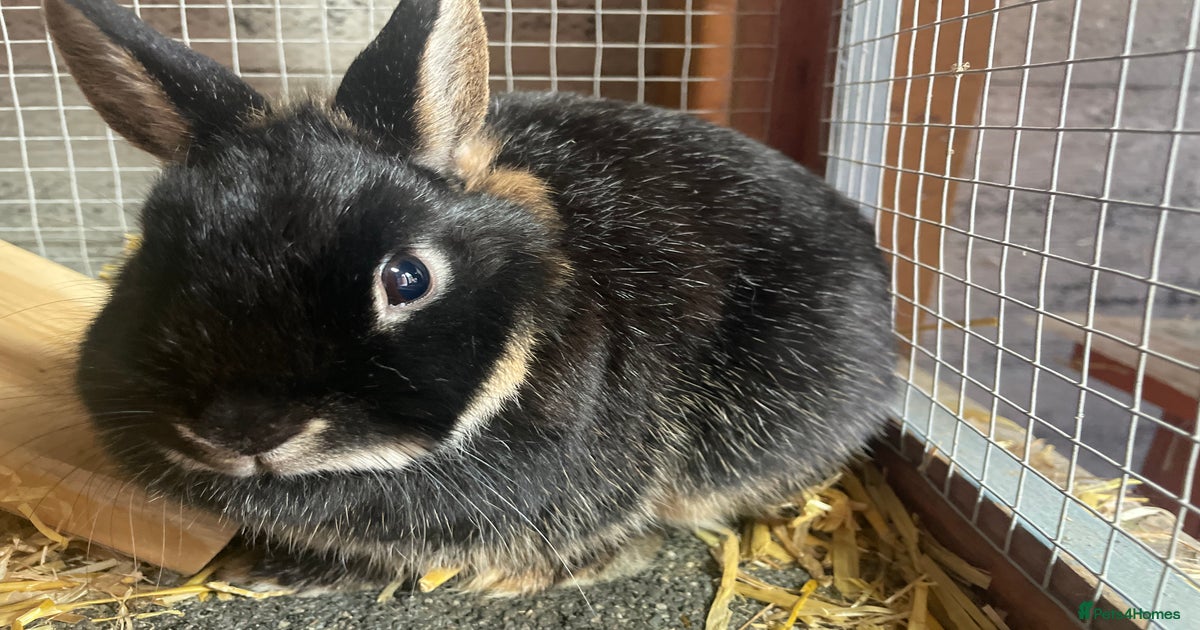 Netherland dwarf bunny for sale! - UXBRIDGE for sale in Uxbridge ...