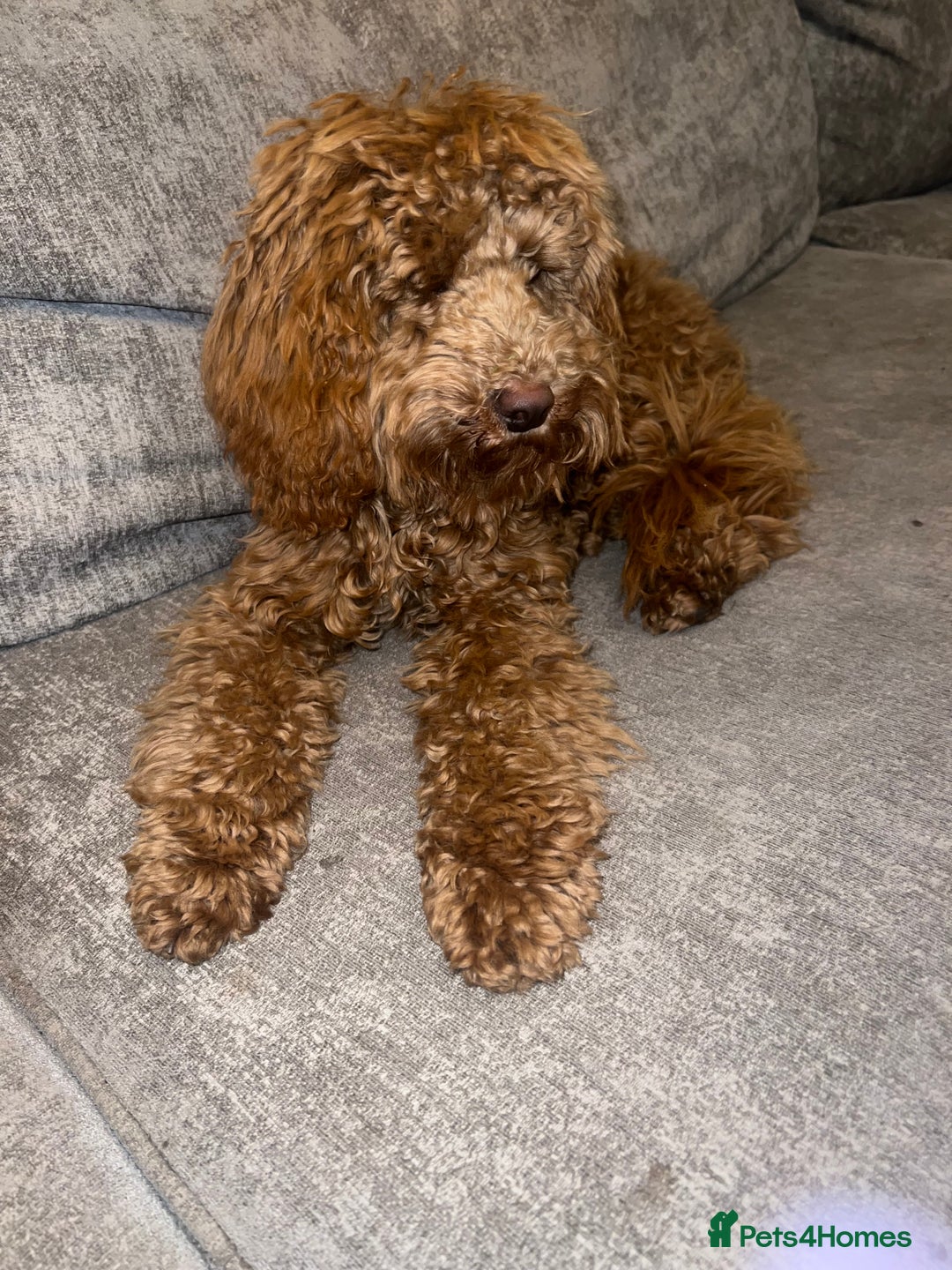 Red Cockapoo Female Puppy for sale in Basildon | Pets4Homes