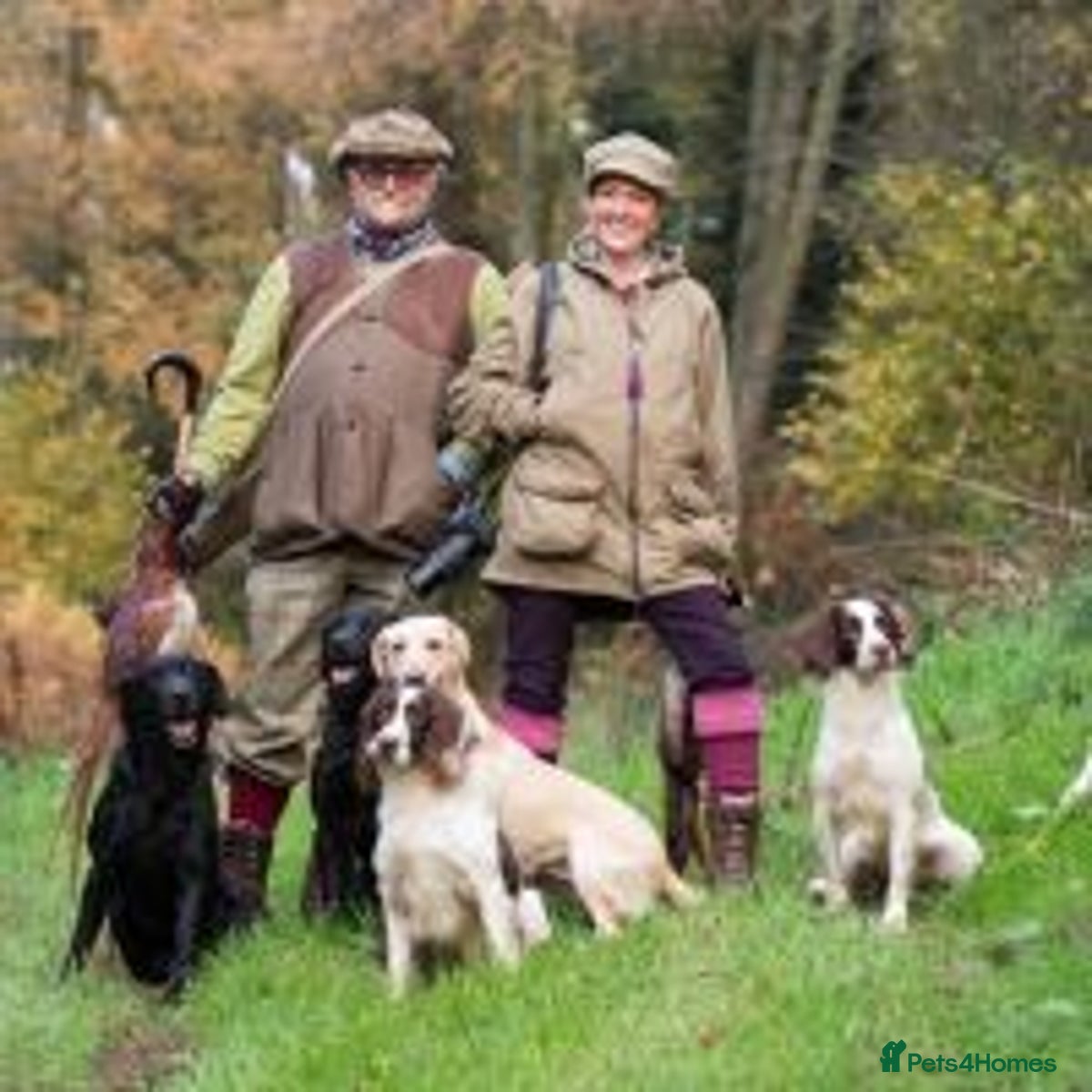 Labrador Retriever breeders | Pets4Homes