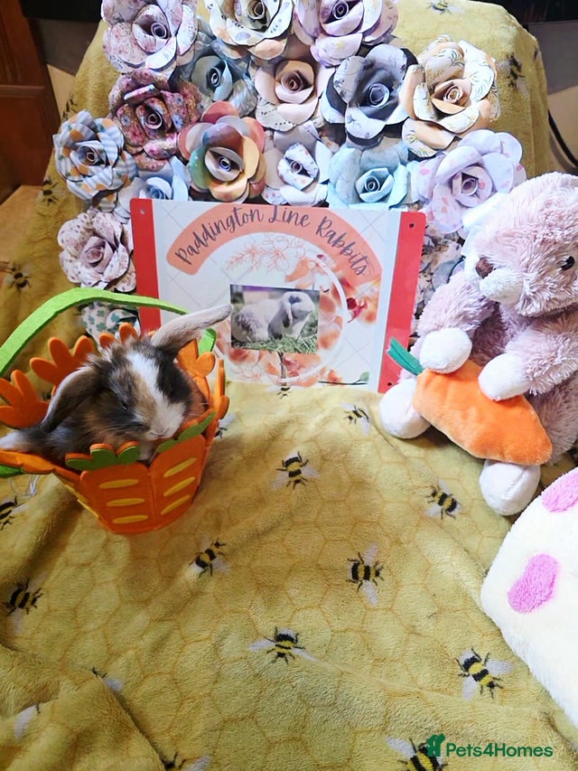 Harlequin Mini Lop SOLD for sale in Gosport | Pets4Homes