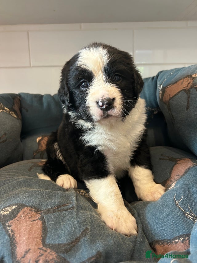 Springer spaniel x Bernese mountain dog puppies for sale in Ipswich ...