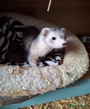 Ferrets Pets & Animals for sale | Pets4Homes