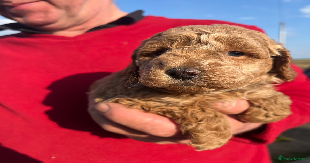 Miniature Poodle Puppy 6 - KC red mini poodle ready now for sale in ...