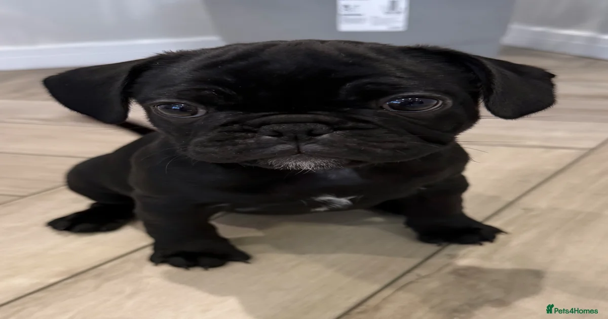 Beautiful Frug Puppies for sale in Scunthorpe | Pets4Homes