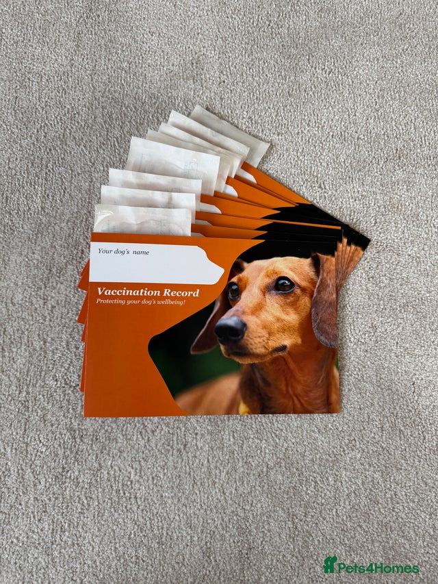 Beautiful cocker spaniel pups for sale! for sale in Guildford | Pets4Homes