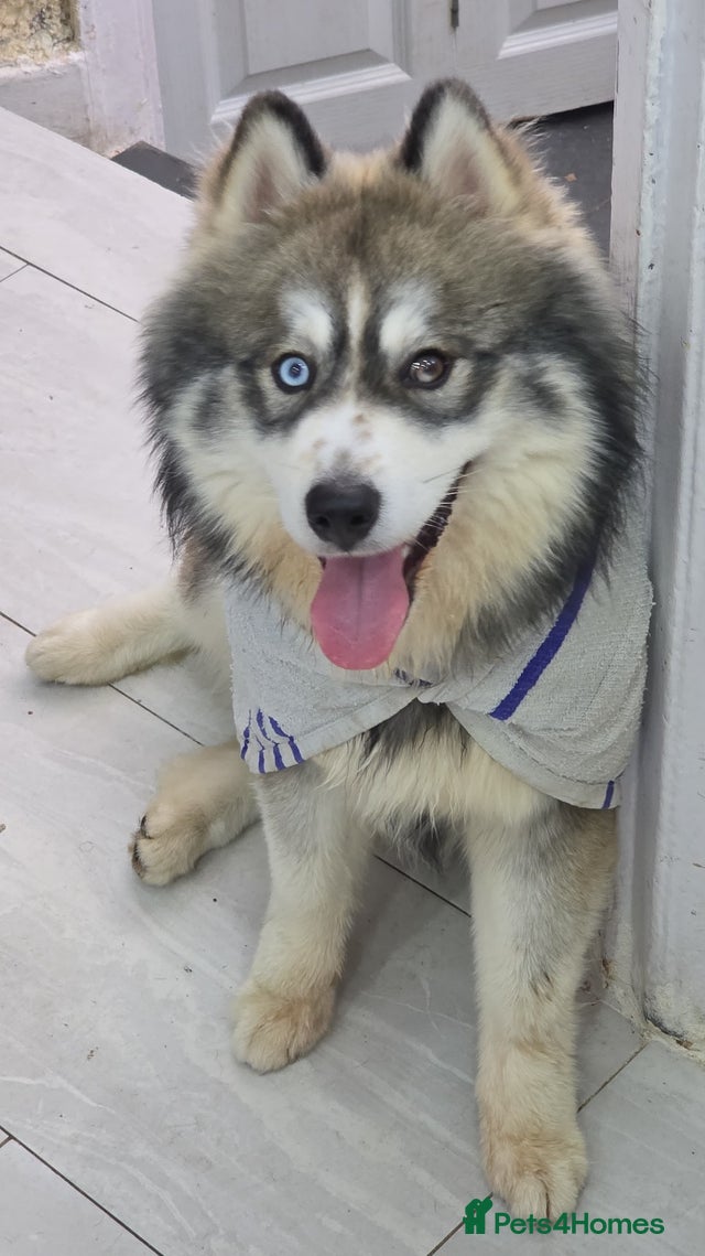 French Bulldog × Pomsky Puppies for Sale for sale in Dagenham | Pets4Homes