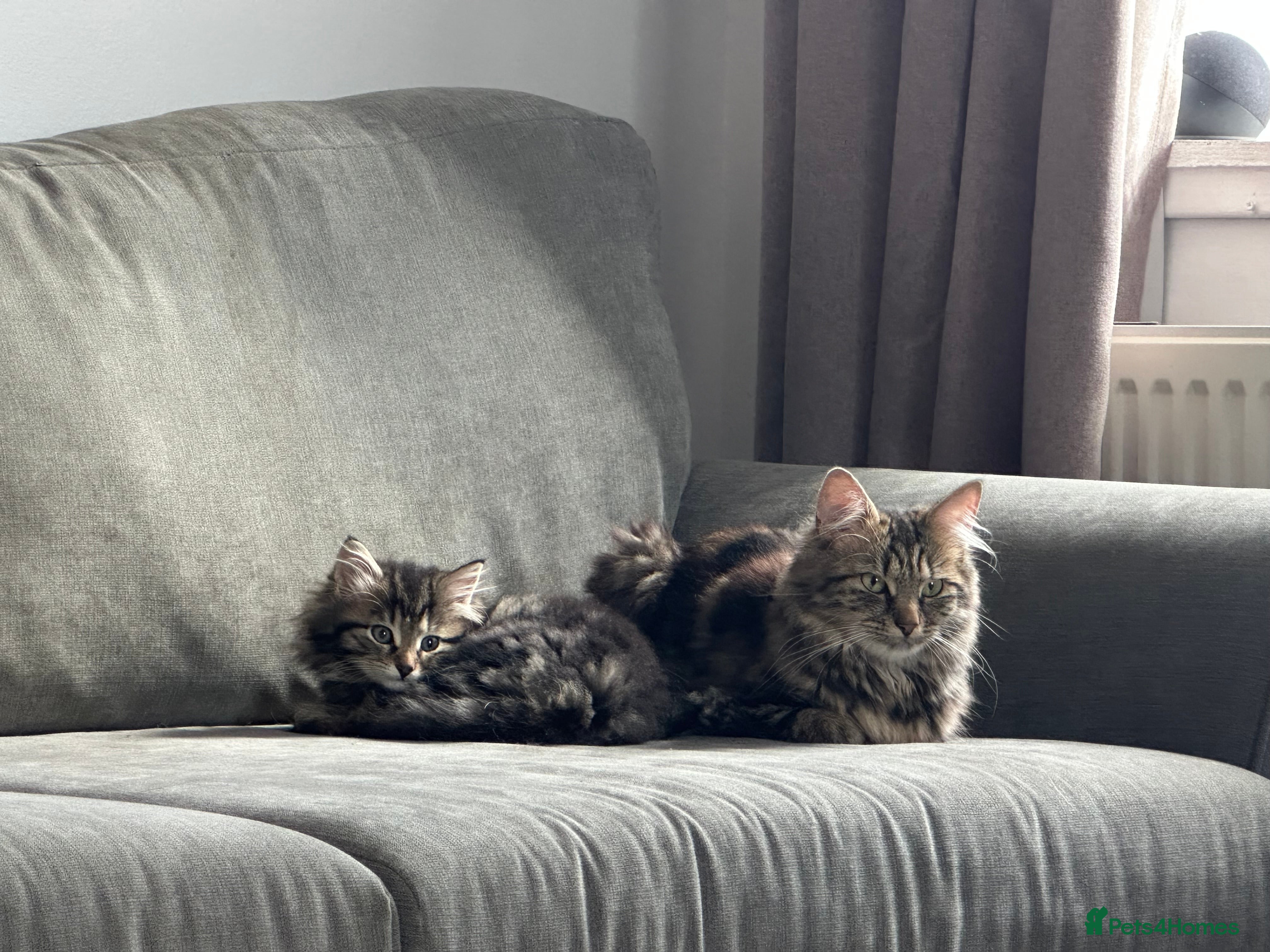 Tabby kitten and mother available for sale in Dunblane | Pets4Homes