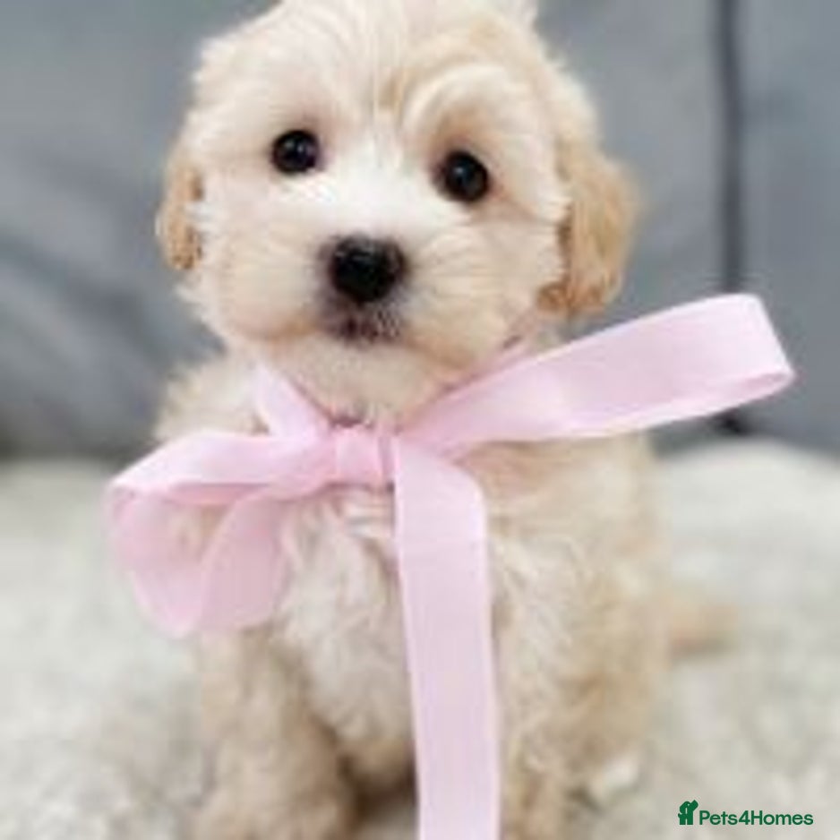 New Cavapoochon puppies for sale | Pets4Homes