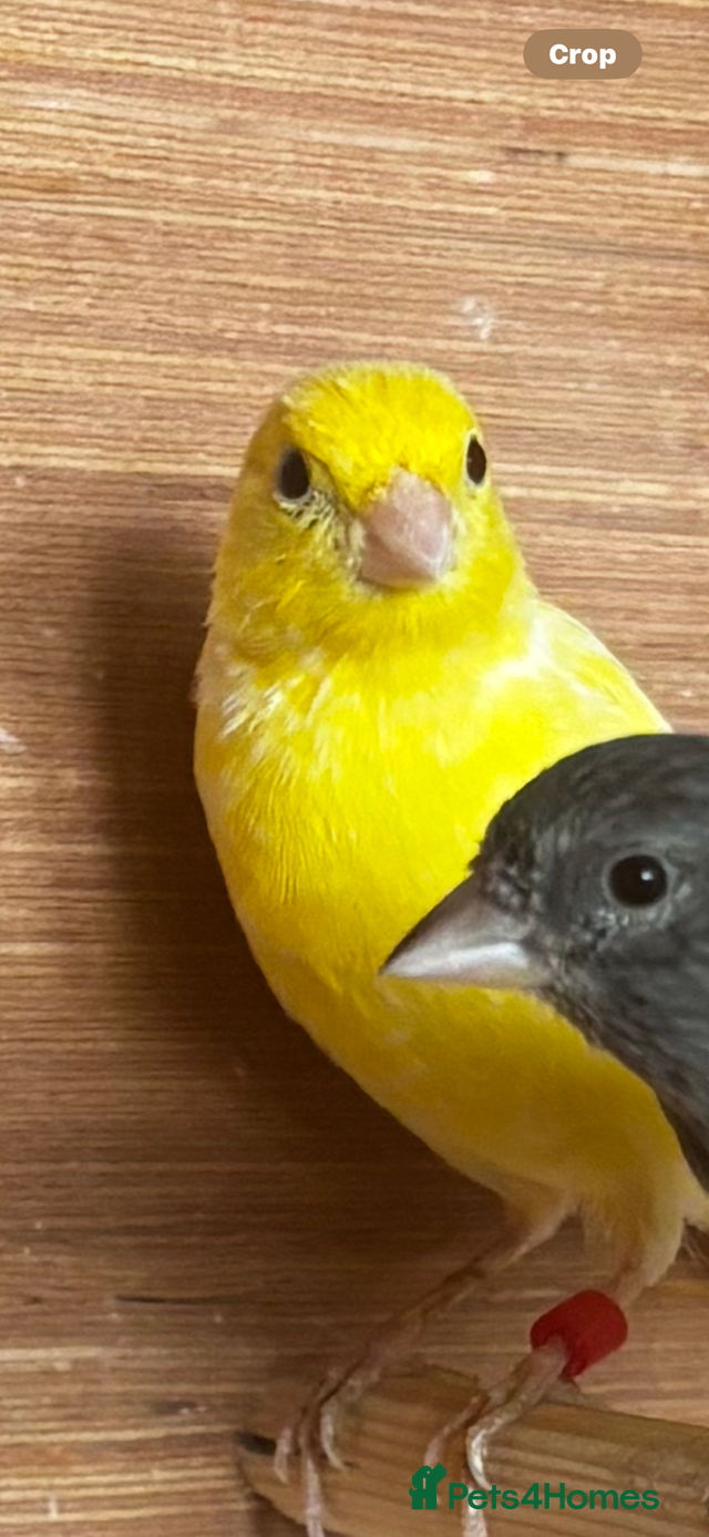 Irish canary hen for sale in Batley | Pets4Homes