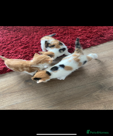Ginger Kittens for sale | Pets4Homes