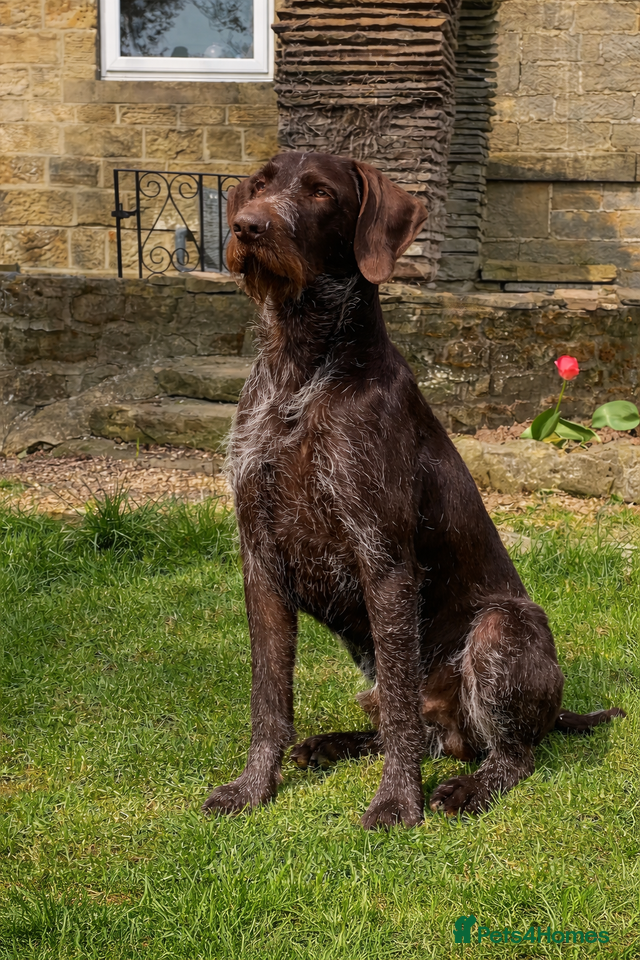 Quality KC Reg German Wirehaired Pointer Pups for sale in Liverpool ...