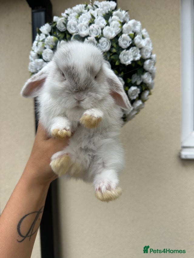 Cutest Baby Mini Lop Bunny’s for sale in Crook | Pets4Homes