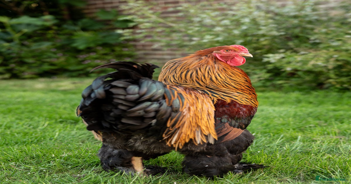 Brahma LF fertile eggs for incubating for sale in | Pets4Homes