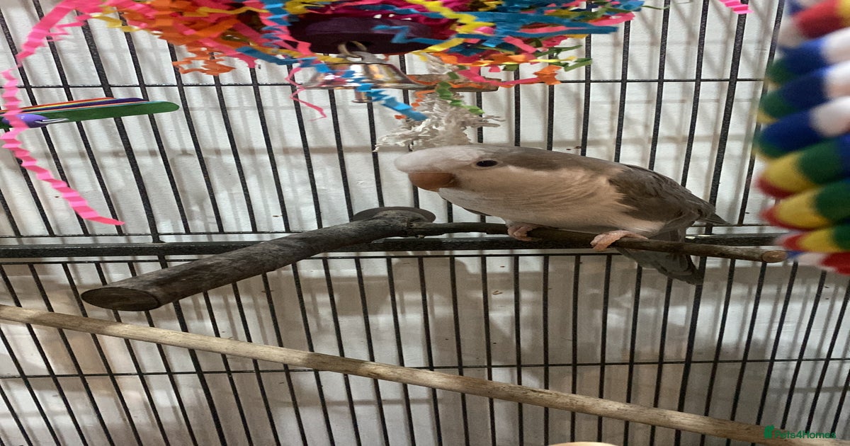 Baby Grey Quaker Parrot For Sale for sale in Wembley | Pets4Homes
