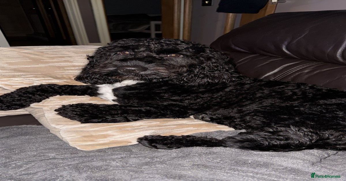 1 year old male cockapoo for sale in Gateshead | Pets4Homes
