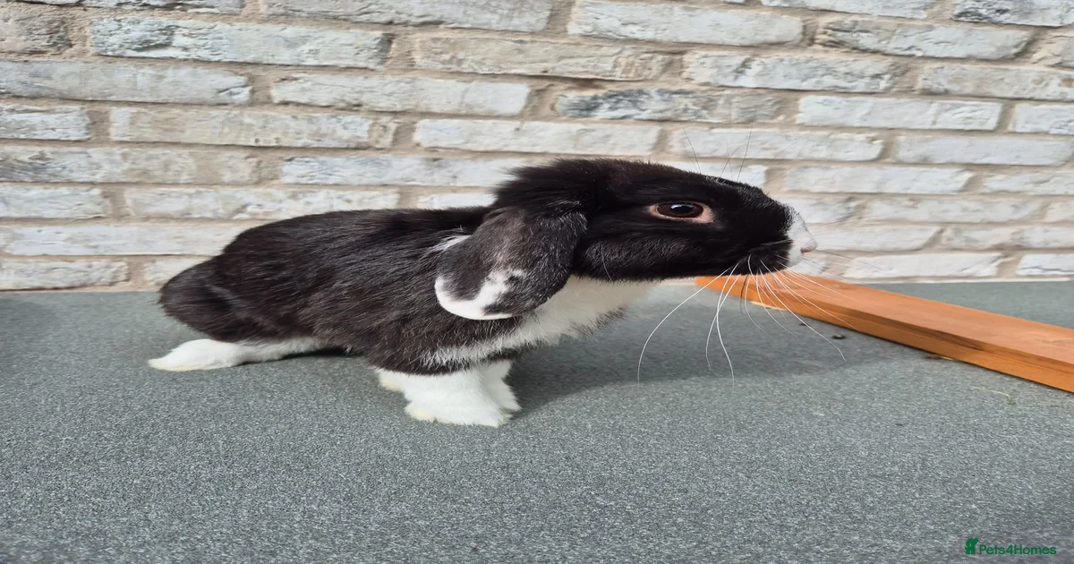 Male mini lop mixed breeds rabbit for sale for sale in Cambridge ...