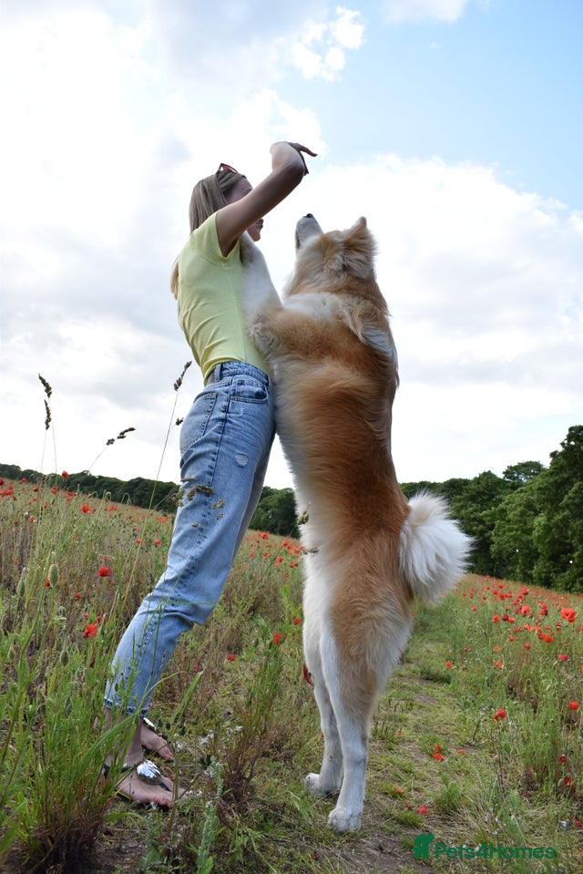 5- Generation KC Pedigree Japanese Akita - inu for stud in Doncaster ...