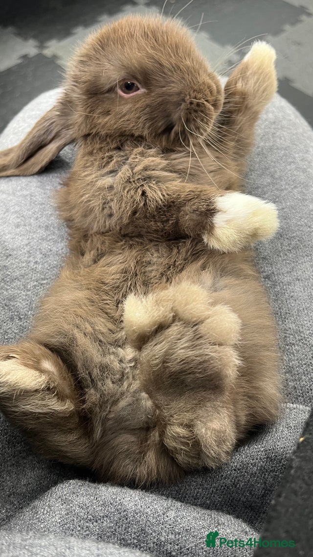Mini lop brown colour for sale in Grays | Pets4Homes