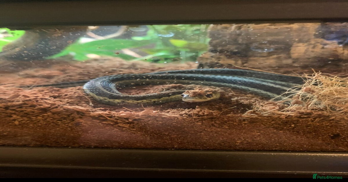 Male Garter Snake for Adoption for sale in Yeovil | Pets4Homes
