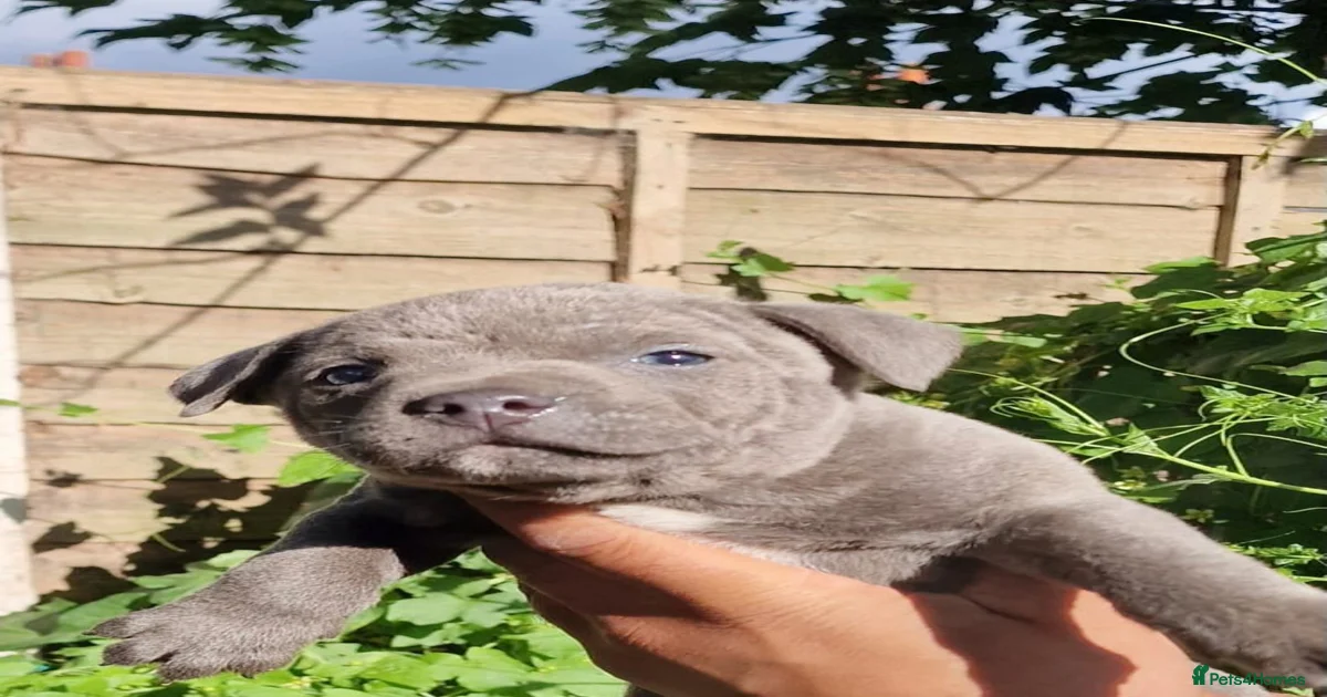Staffordshire Bull Terrier Puppies for sale | Pets4Homes