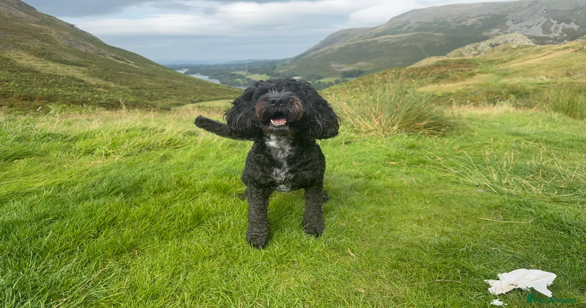 Cockapoo for stud for stud in Penrith | Pets4Homes