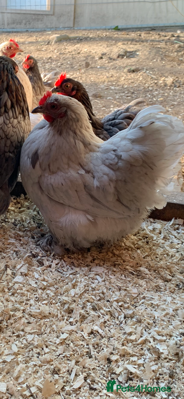 Pekin bantams chicks and fertile eggs for sale in Bradford | Pets4Homes