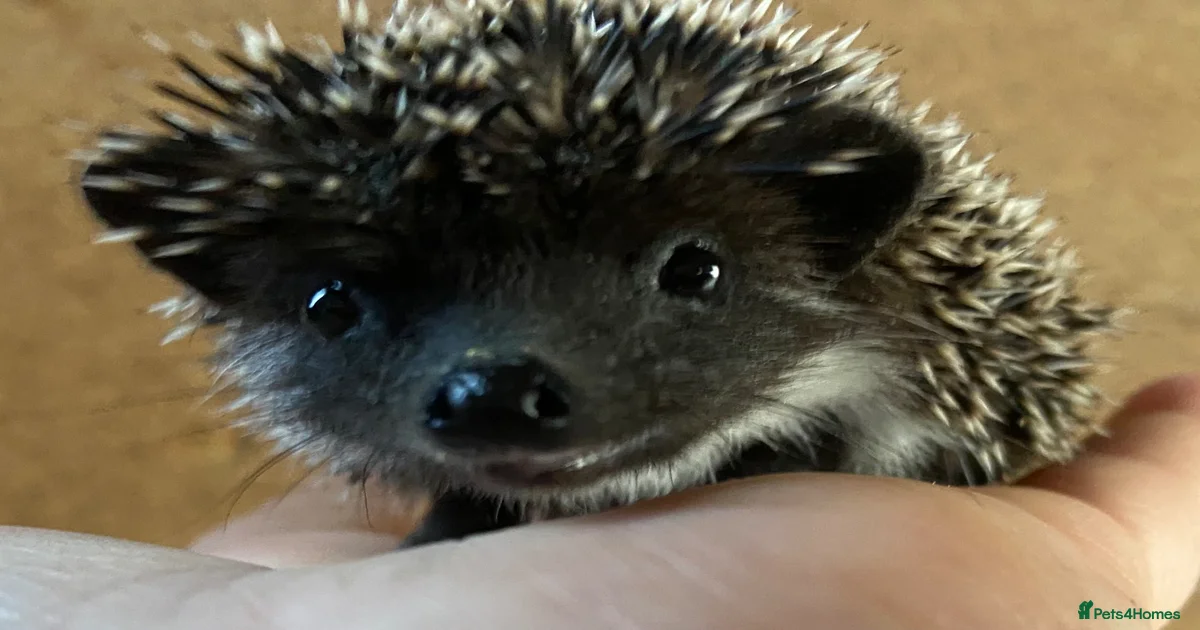 Pygmy Hedgehog Rodents for sale | Pets4Homes