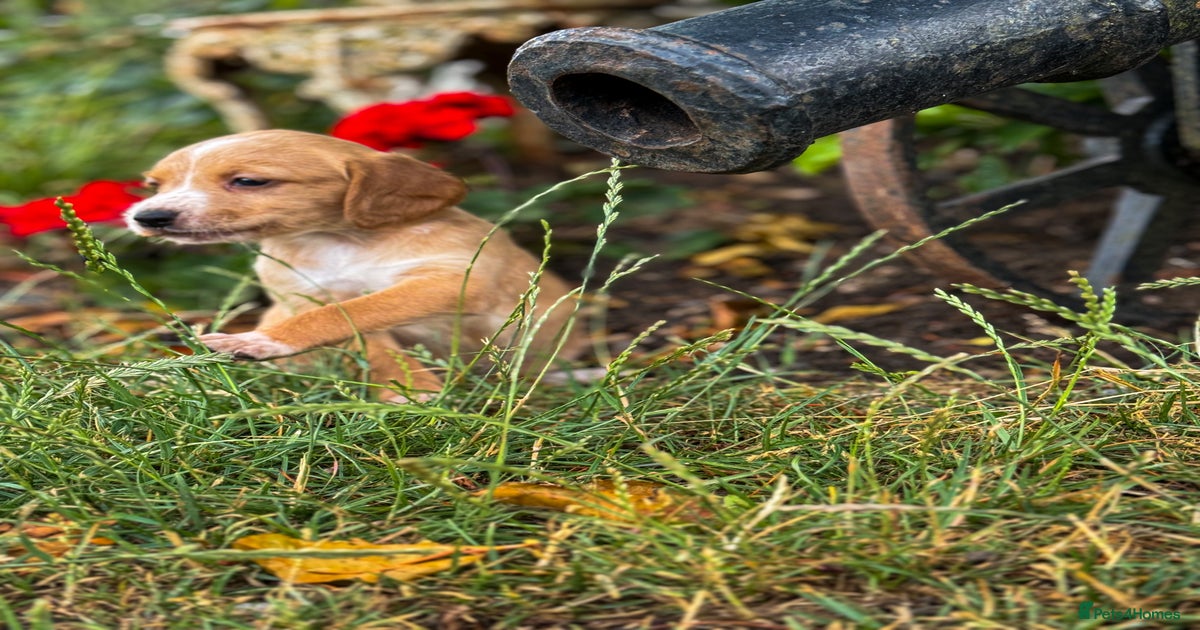Beautiful Deep Dark Red Cockerdors Cockadors for sale in Sleaford ...