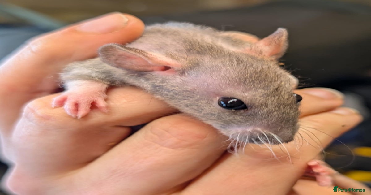 baby rats for sale boys and girls for sale in Taunton | Pets4Homes
