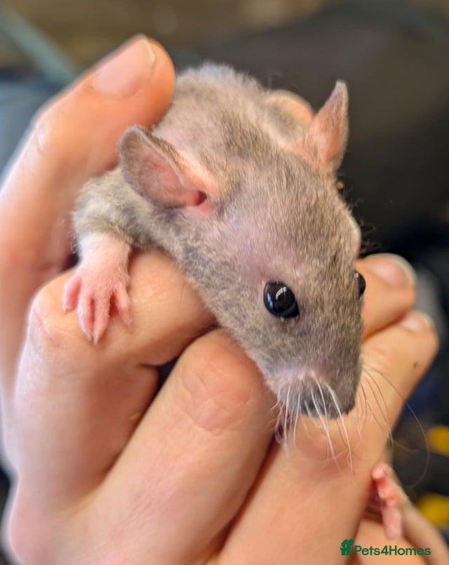 baby rats for sale boys and girls for sale in Taunton | Pets4Homes