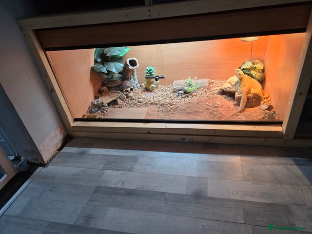 10 Month old bearded dragon and complete setup for sale in Coventry ...