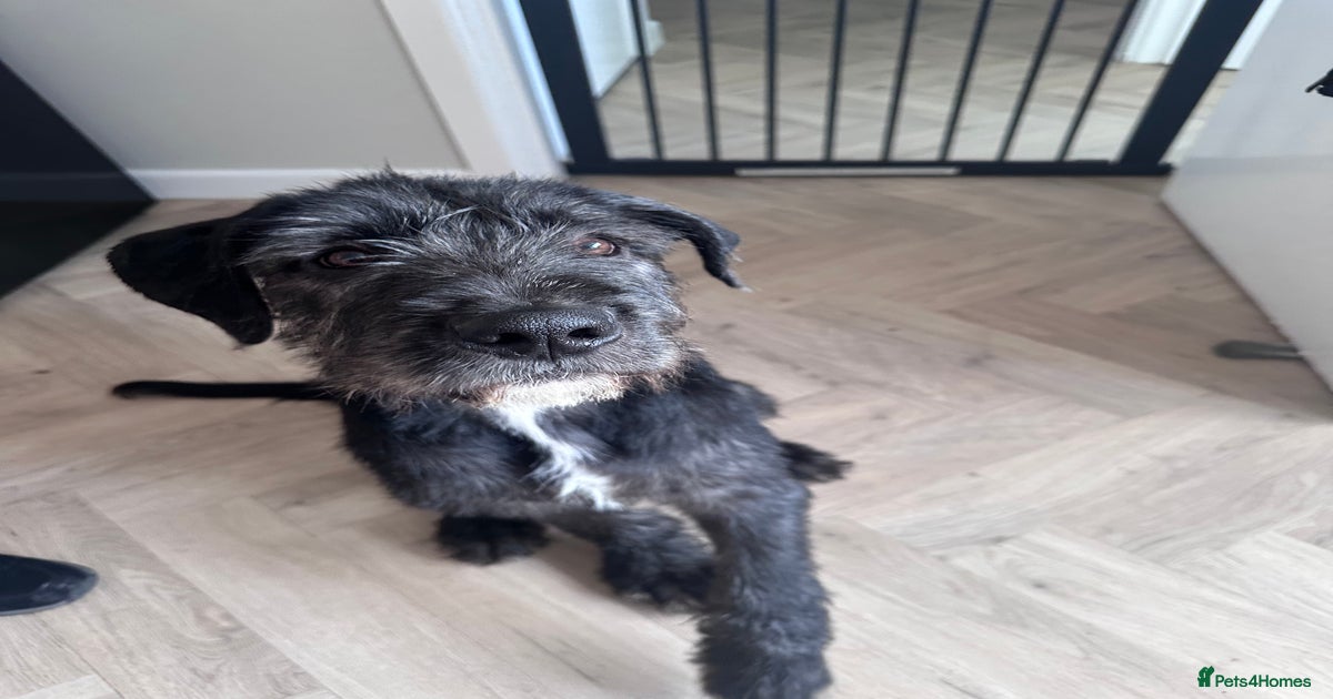 Old English sheep dog cross for sale in Colchester | Pets4Homes