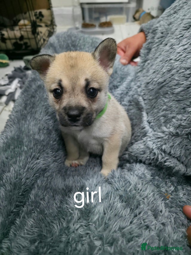 French Bulldog × Pomsky Puppies for Sale for sale in Dagenham | Pets4Homes