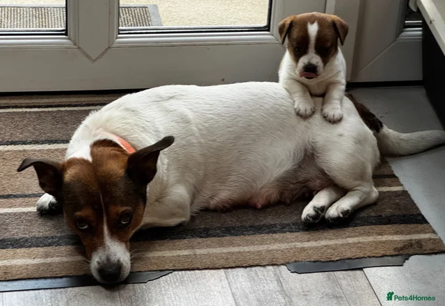 Gorgeous Jack Russell pup female for sale in Slough | Pets4Homes