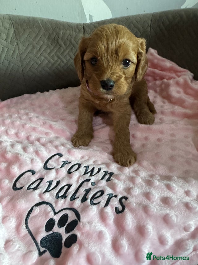 F1 RED CAVAPOOS LICENSED KC HEALTH TESTED PARENTS for sale in ...