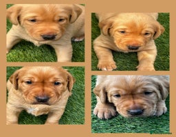 Labrador Puppies for sale | Pets4Homes
