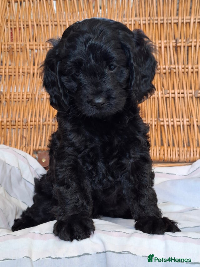 Beautiful Black and Black/Tan F1 Cavapoo puppies. for sale in ...